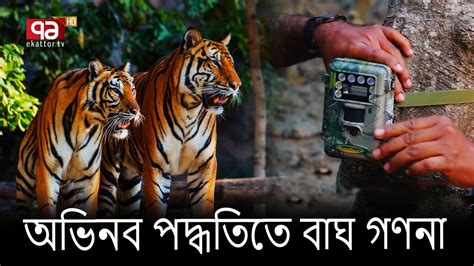 সনদরবন কযমর টরযপ পদধতত বঘ গণন শর Ekattor TV