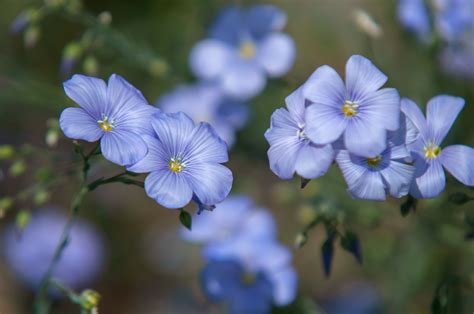 How To Grow And Care For Flax Flowers