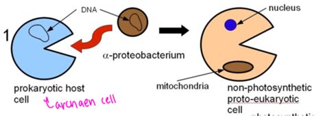Eukaryotic Groups Flashcards Quizlet