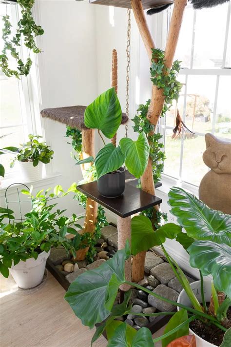 How Do You Take Care Of A Fuzzy Petiole Philodendron Ill Tell You