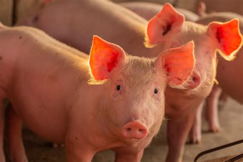 Consequences Of Genetic Improvements And Nutrient Quality On Production Performance In Swine