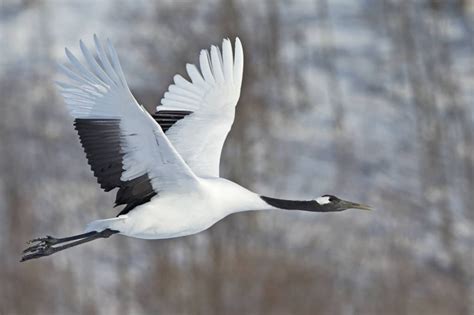 Red Crowned Crane In Flight Focusing On Wildlife Wild Birds