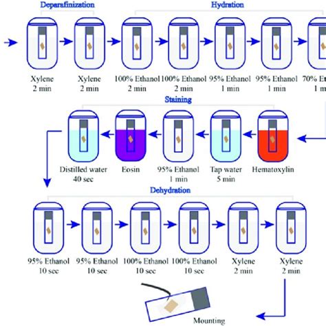 Recommended Staining Protocol Throughout The Mount Microscope Slides