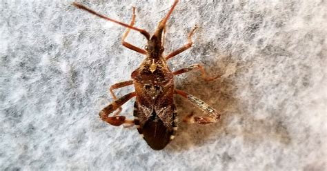 Those Stinkin Bugs Coeur Dalene Press