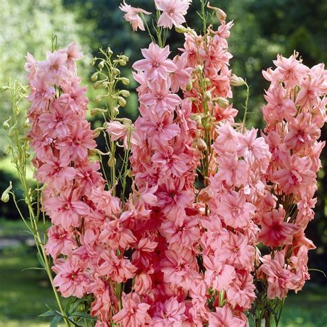 Delphinium Astolat | Delphinium, Flowers, Flower gift