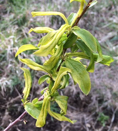 Plum And Prune Yellow And Curled Leaves On A Plum No Aphids