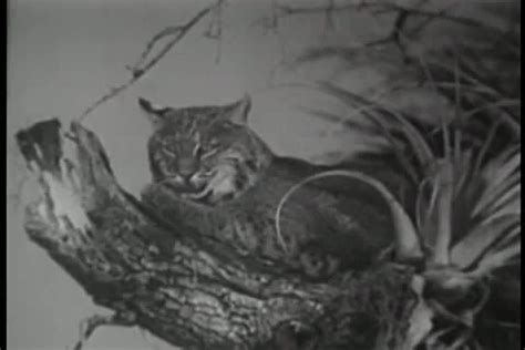 Bobcat Sitting In Tree Stock Video Pond5