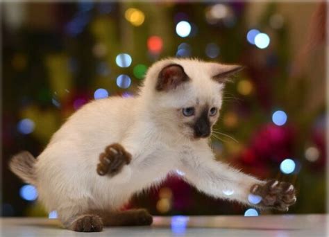 Die Kleinste Katzenrasse Der Welt Wurde Bennant Diese Katze Bleibt Selbst Wenn Sie Erwachsen