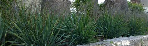 Dianella Cassa Blue Gardening Solutionz