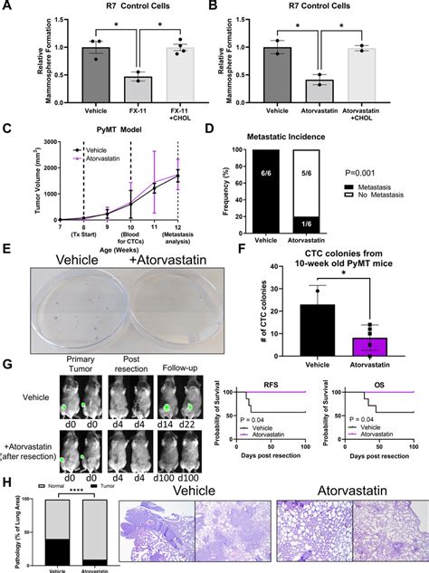 Statin Mediated Cbs Inhibition Abrogates Mammosphere Formation And
