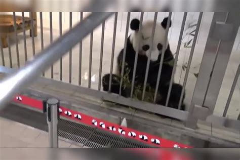 大熊猫吃竹子到一半，见饲养员递来胡萝卜，连忙凑近接竹子胡萝卜大熊猫