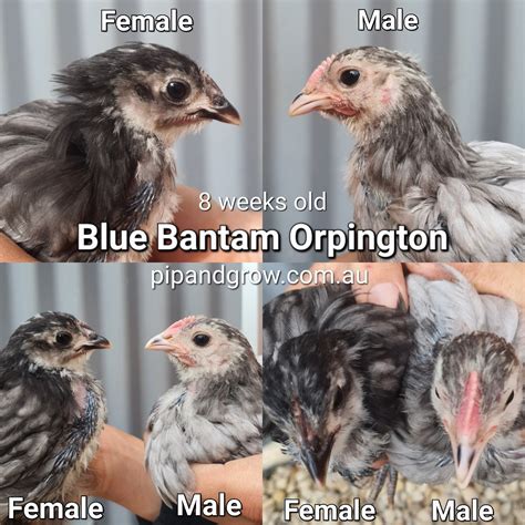 Bantam Orpington Sexing Tips Pip And Grow