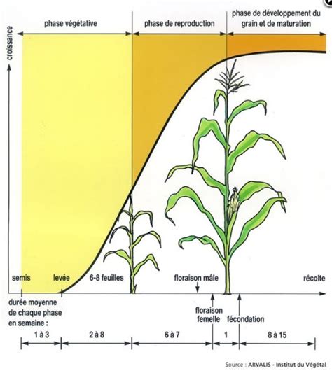 Zea Mays Moniliformopse
