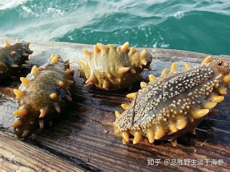 关于海参价格您知道多少 知乎