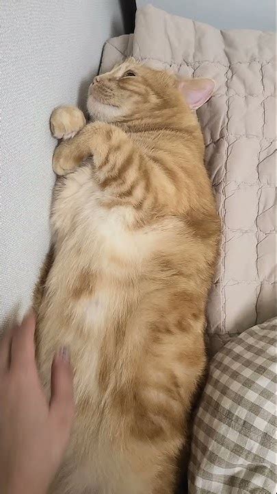 늘어난 치즈 냥 Youtube