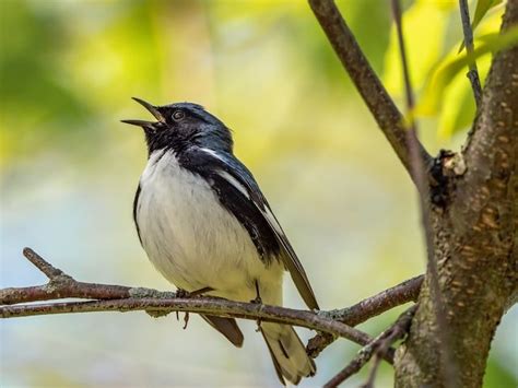 Why Birds Sing In The Morning The Dawn Chorus Mystery
