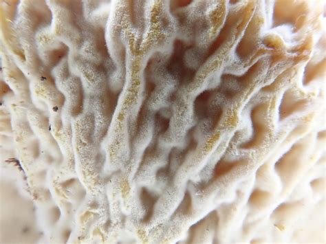 Hypomyces Transformans Pilzbestimmung U Bestimmungshilfe