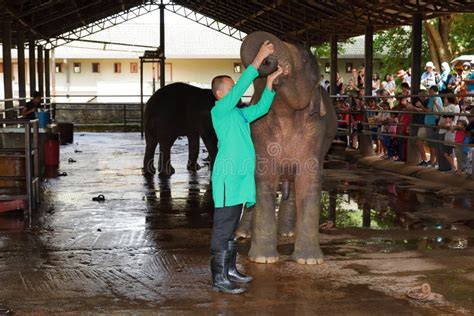 Elephant Orphanage Of Pinnawala In Sri Lanka Editorial Photography