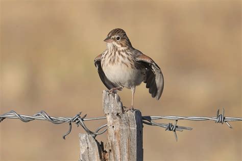 Vesper Sparrow East Cascades Audubon Society