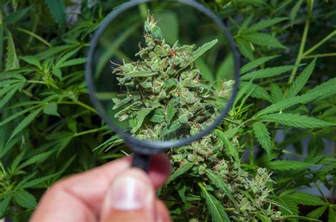 Massachusetts Recreational Cannabis Dispensary • Lazy River Products