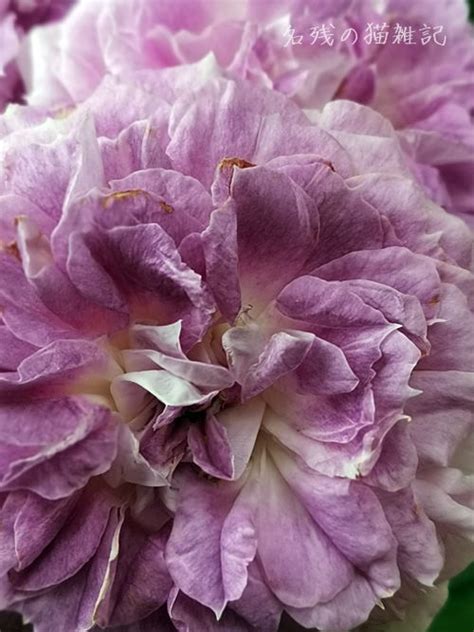 私の為に薔薇たちを美しく撮影して来てくれた夫に感謝です、早くまた自分で撮りたいけれど・・・ 名残りの猫雑記