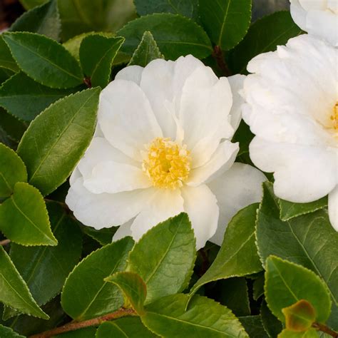 Camellia Plant Care Tips