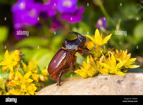 Rhinoceros Beetle Arthropoda Rhinoceros Beetles Have Become Popular Pets In Parts Of Asia