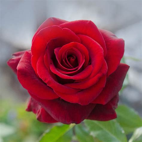 Harkness Roses Adams Rose 1 X 4 Litre Pot