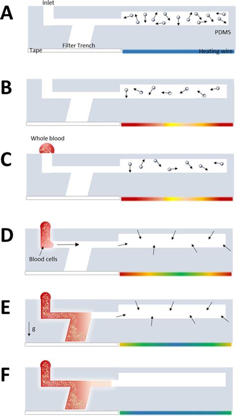 Cross Section Of The Microfluidic Device During Operation A Original