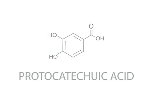 Protocatechuic Acid Molecular Skeletal Chemical Formula 37076484 Vector