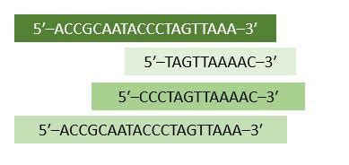 A Linear Piece Of DNA Was Broken Into Random Overlapping Fr Quizlet