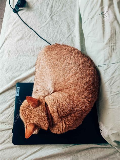 Kseniia Riabova On Linkedin When Your Cat Decides Youve Been Working