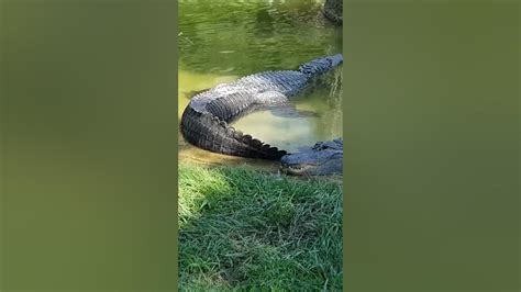 🤯چطوری از حمله تمساح نجات پیدا کنیم Youtube