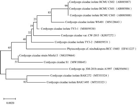 Optimisation Of The Production Of A Selenium Enriched Polysaccharide From Cordyceps Cicadae S1