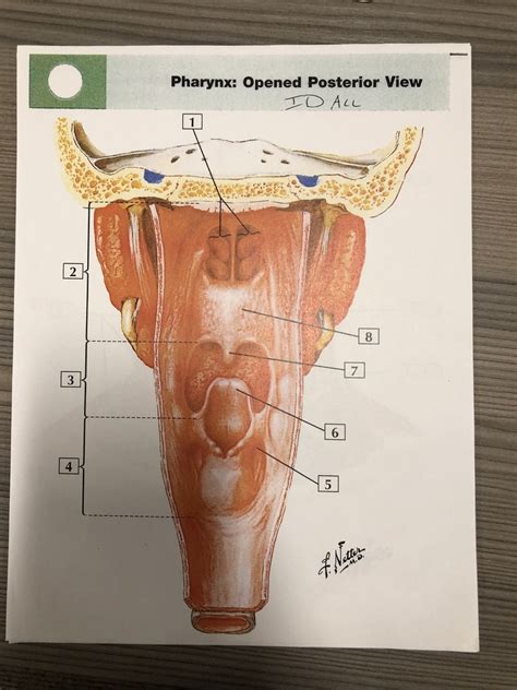 Anatomy 16 Diagram Quizlet