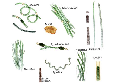Spindle Fibers Definition Types Structure Formation Functions Artofit