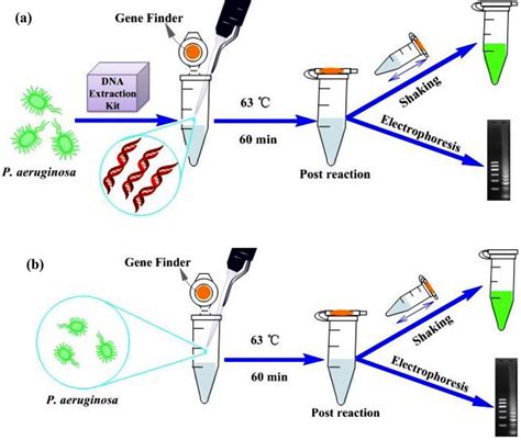 Methodological Schematics For The Dna Template Based Lamp Assay A And