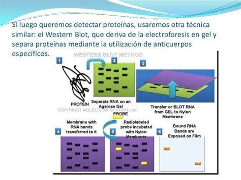 Tecnología Del Adn Recombinante
