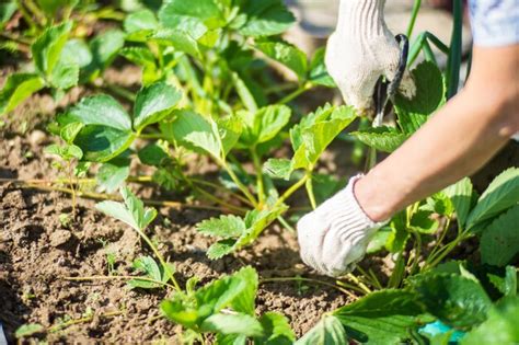 El Agricultor Cuida Las Plantas En El Huerto De La Granja Concepto De