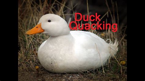 Quack Duck Noise At Walter Paul Blog