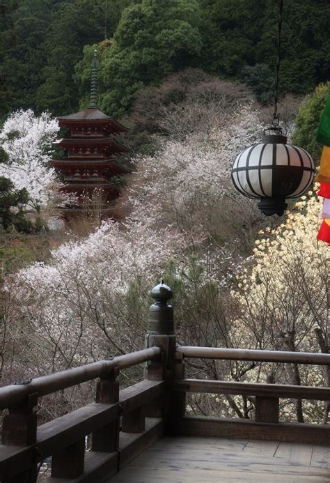 奈良県の桜お花見撮影スポット31選 GANREF