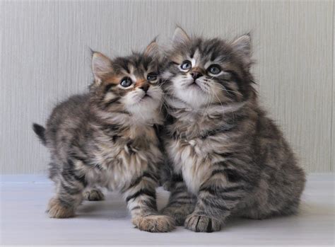 Питомник Сибирских кошек Грациозный зверь СИБИРСКИЙ КОТИК Кристиан 💥 РЕЗЕРВ 🐈‍⬛🐾 Родился 26