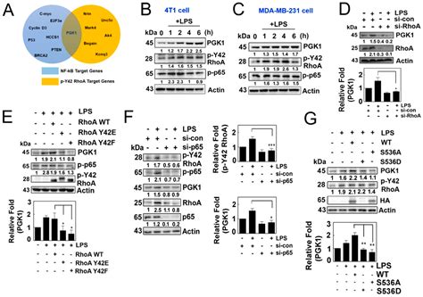 The Complex Of P Tyr42 Rhoa And P P65rela In Response To Lps Regulates