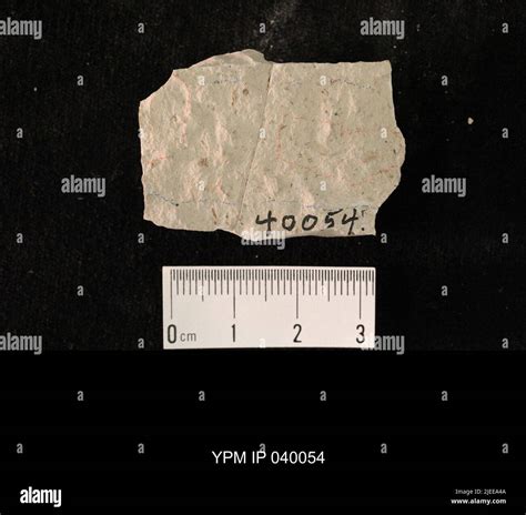 Hexapoda Ipc 01784 Kansas Dickinson County Near Top Of Wellington Within A Few Ft Of The