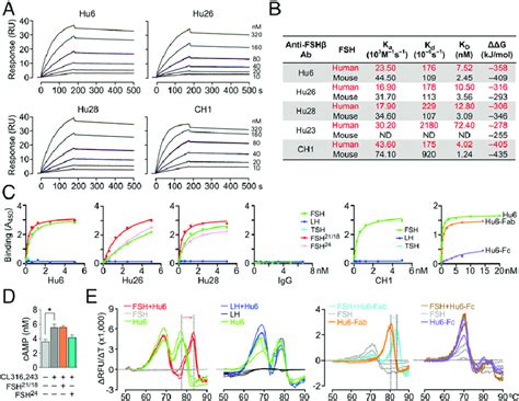 Humanized Anti Fshβ Antibodies Specifically Bind Human Fsh Surface