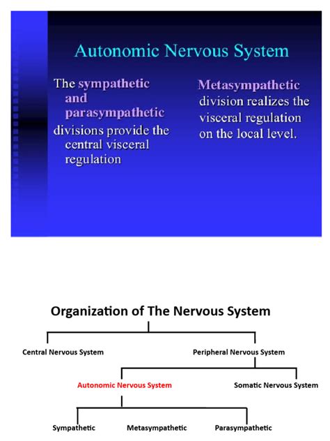 Lecture 9 Introduction To Ans Pdf Autonomic Nervous System