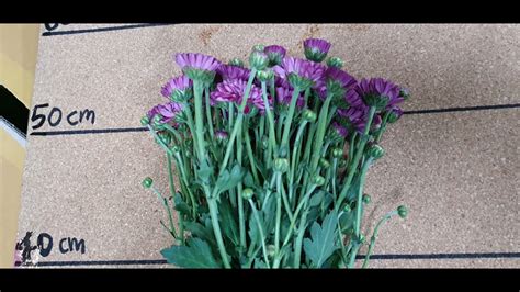 퍼플볼 생화 인터넷꽃도매시장 생화택배 생화도매 인터넷꽃시장 인터넷꽃도매 장미대량구매 꽃 꽃다발 꽃도매 꽃시장 부산꽃시장 김해꽃시장 꽃쇼핑몰 김해꽃 부산꽃 꽃싸게사는법