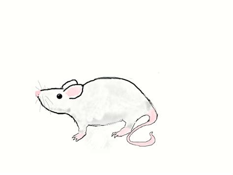 Algernon The Mouse