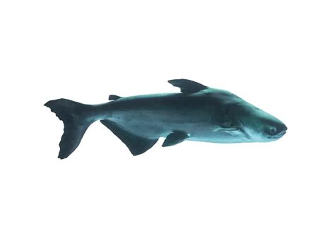 17 Different Types Of Catfish Pictures Facts And Guide Golden Spike Company