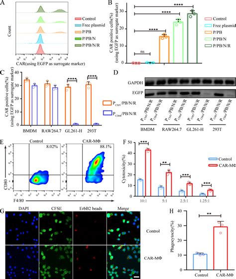 CAR expression and effector activity of CAR MΦs in vitro A Percentages
